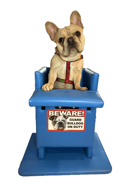 Georgy Dog Chair - Dog High Chair | Canine Megaesophagus