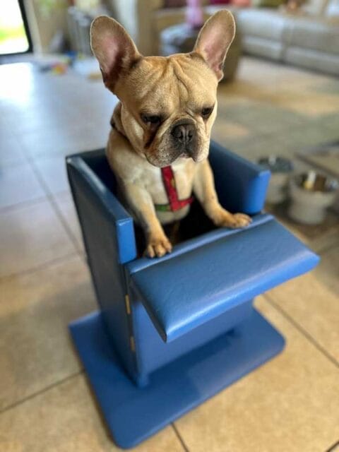 Georgy Dog Chair - Dog High Chair | Canine Megaesophagus